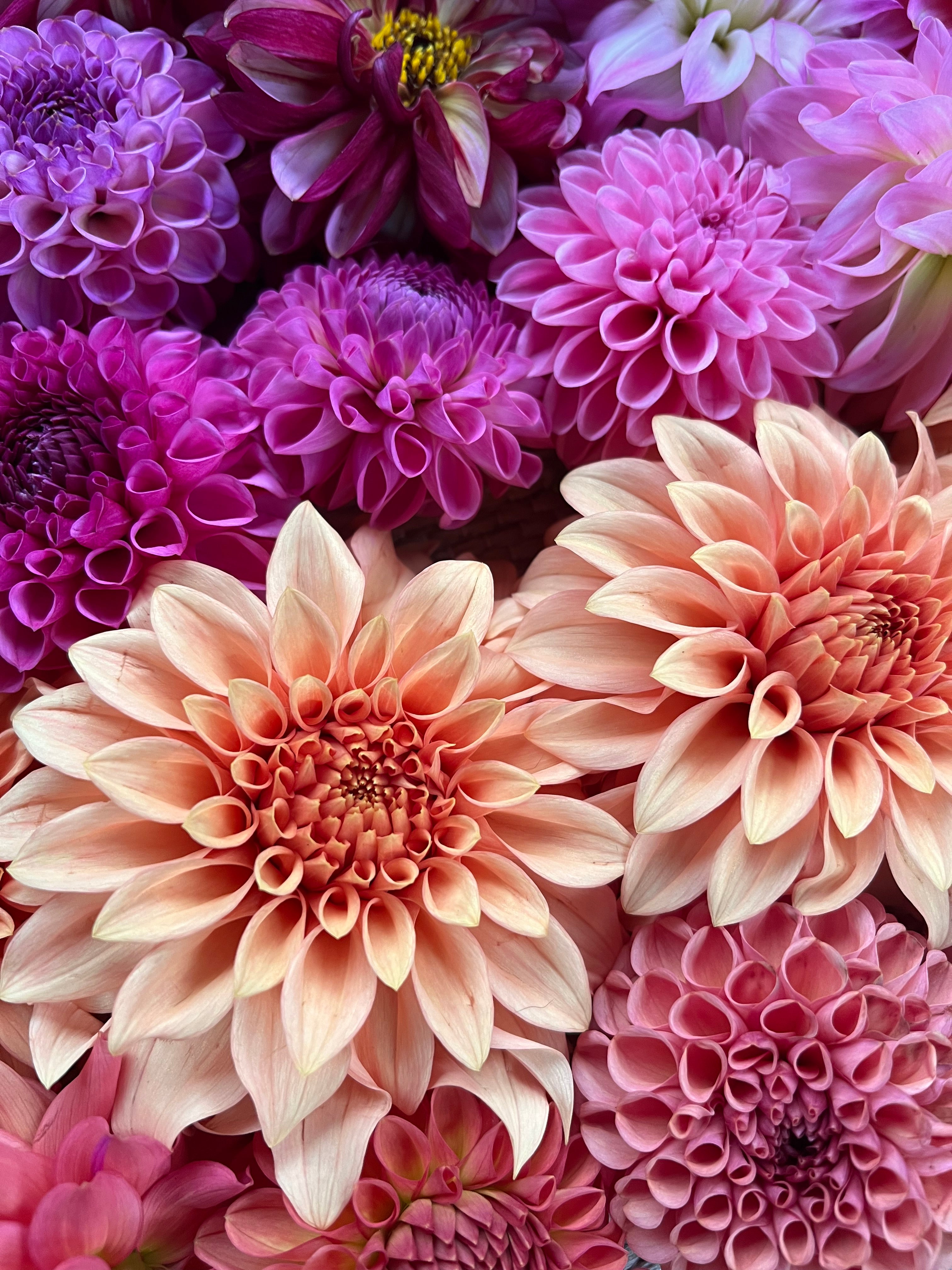 Fall – m'Eggs Flower Co.